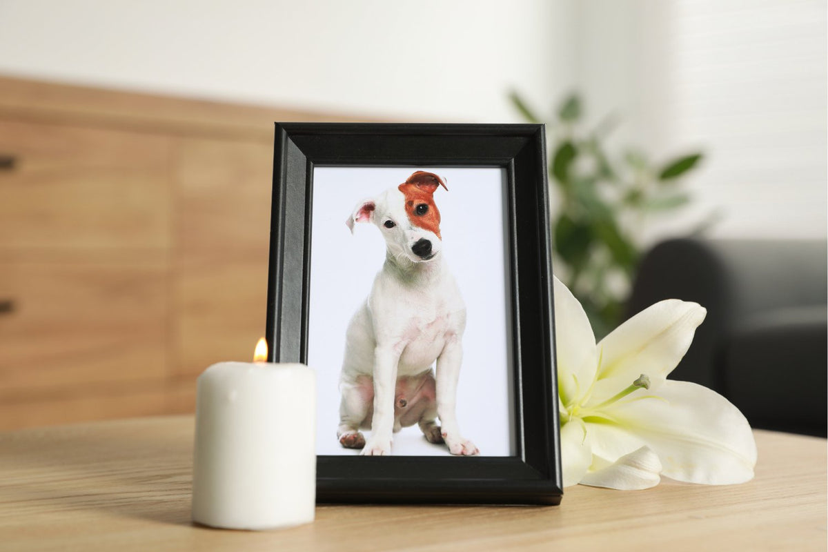 24 Pet Loss Quotes to Bring Comfort for Grieving Pet Owners – The ...