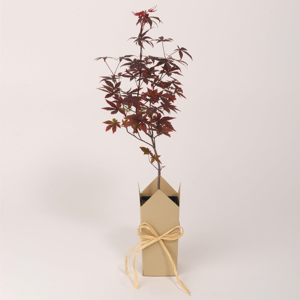 Plant a Tree in Memory | Memorial Tree Gifts for Loved Ones