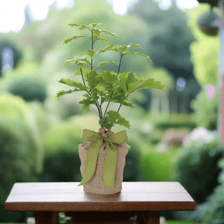 Plant a Tree in Memory | Memorial Tree Gifts for Loved Ones – The ...