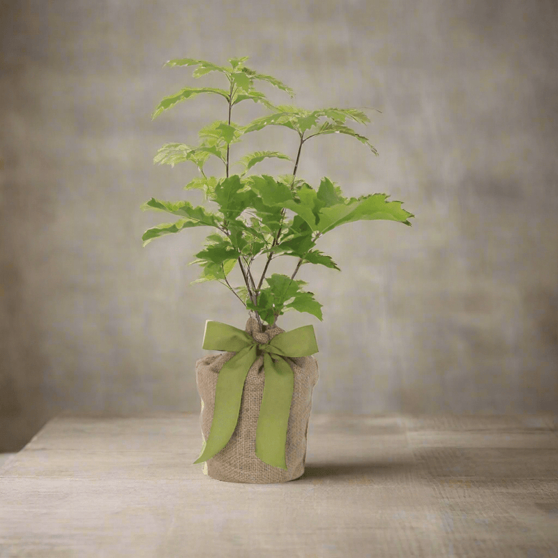 Funeral Plants & Sympathy Plants: A Lasting Gift of Comfort – The ...