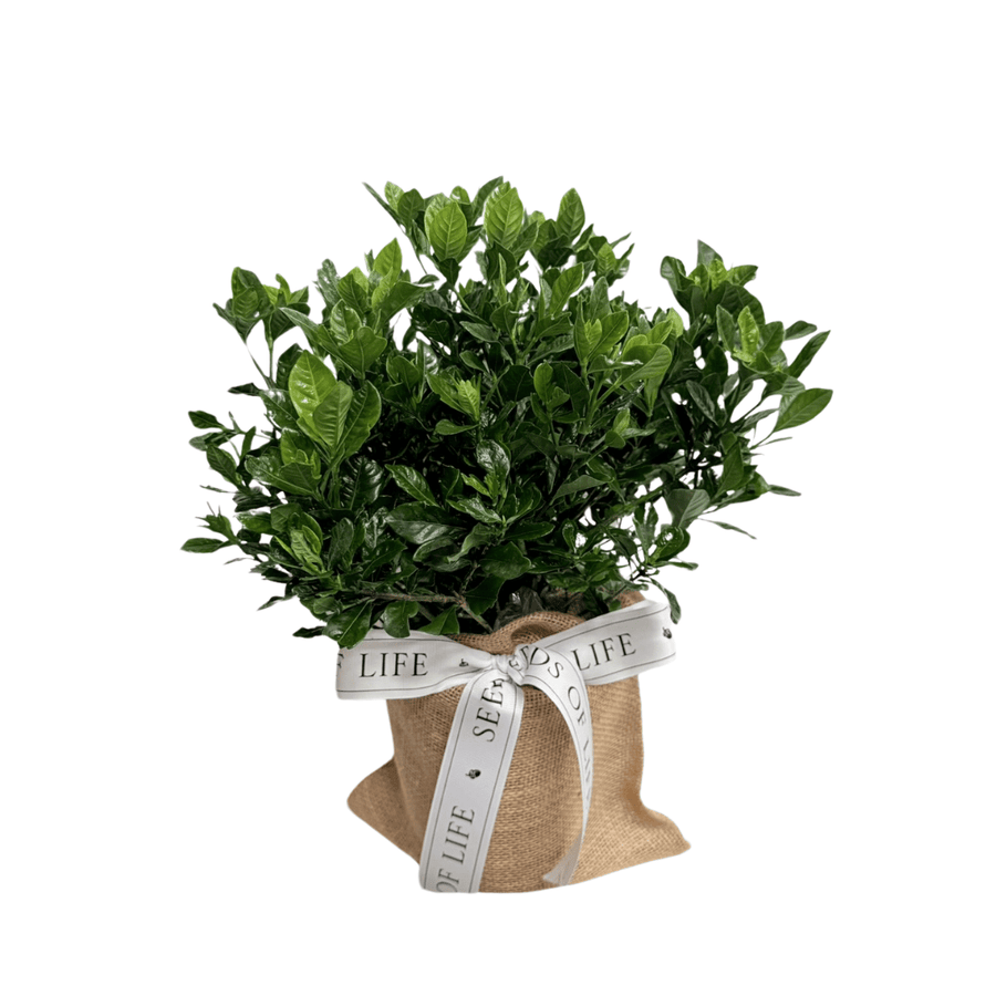 Plant a Tree in Memory | Memorial Tree Gifts for Loved Ones – The ...
