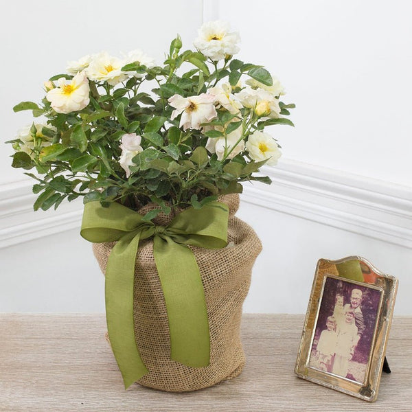 Sympathy Plants to Send Instead of Flowers – The Comfort Company