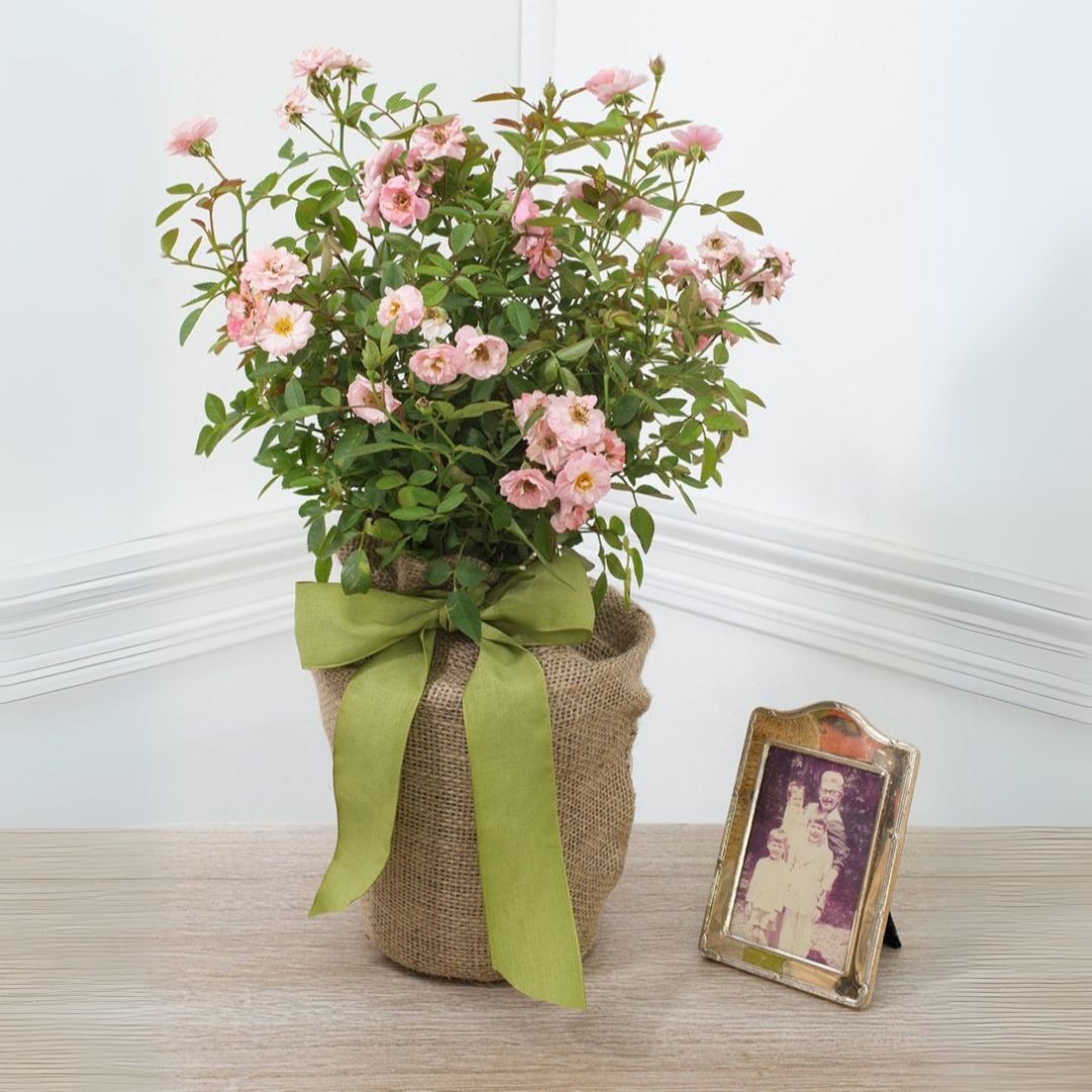Remembrance Rose – A Beautiful and Lasting Sympathy Plant that Lasts ...