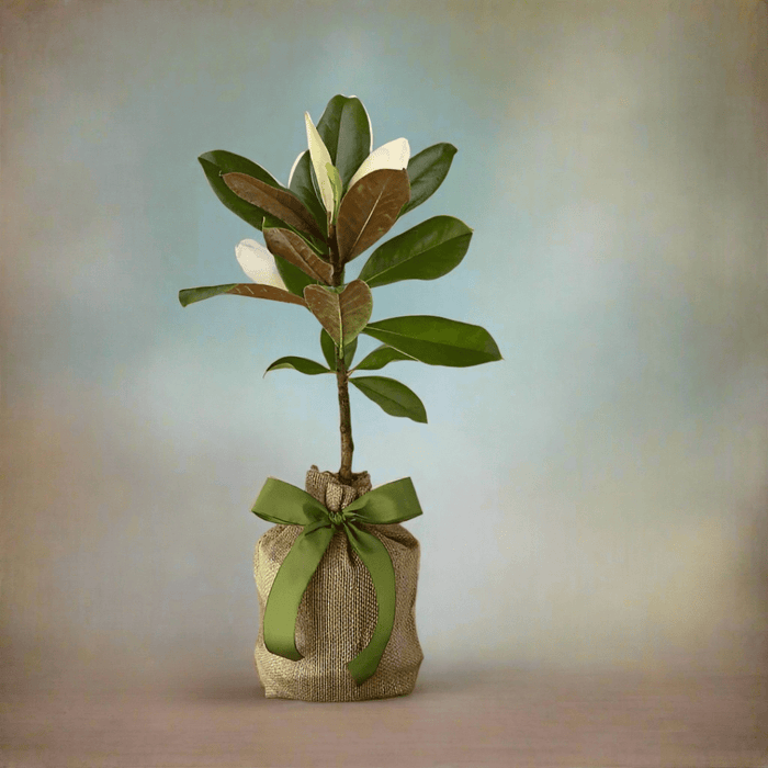 Funeral Plants & Sympathy Plants: A Lasting Gift of Comfort – The ...