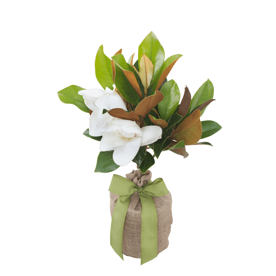 Funeral Plants & Sympathy Plants: A Lasting Gift of Comfort – The ...