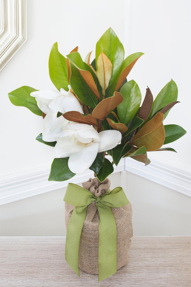 Southern Magnolia Memorial Tree – The Comfort Company